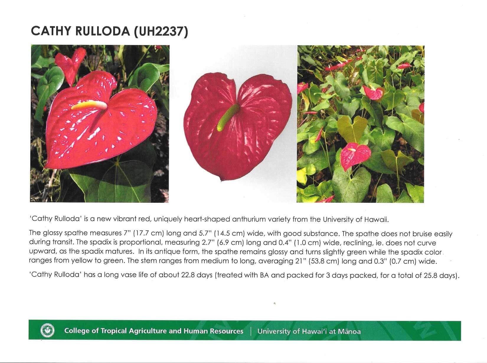 New Anthurium Varieties Named For Phil and Cathy Rulloda - Southern ...