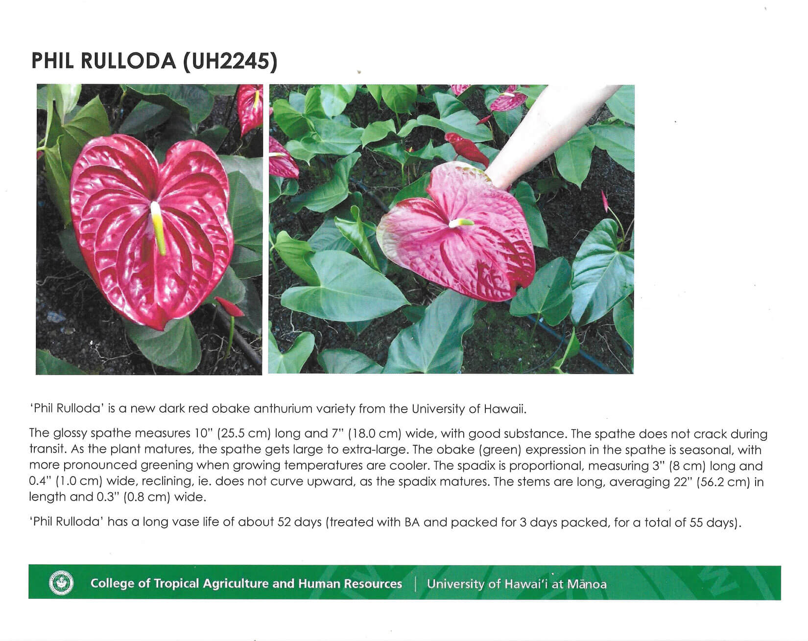 New Anthurium Varieties Named For Phil and Cathy Rulloda - Southern ...